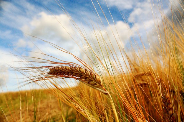 Why Wheatless? | goodmotherdiet